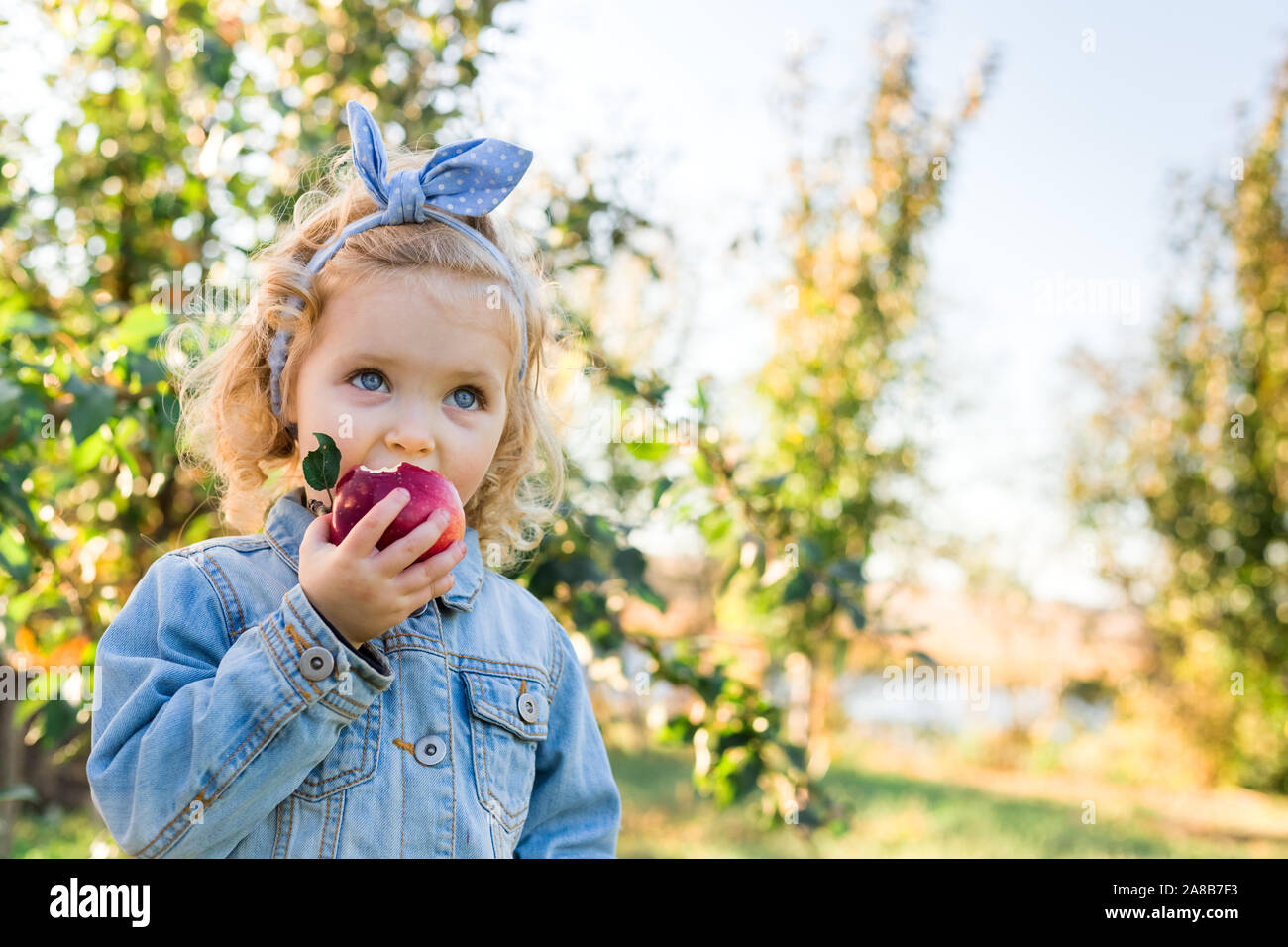 Cute little girl child eating ripe organic red apple in the Apple ...