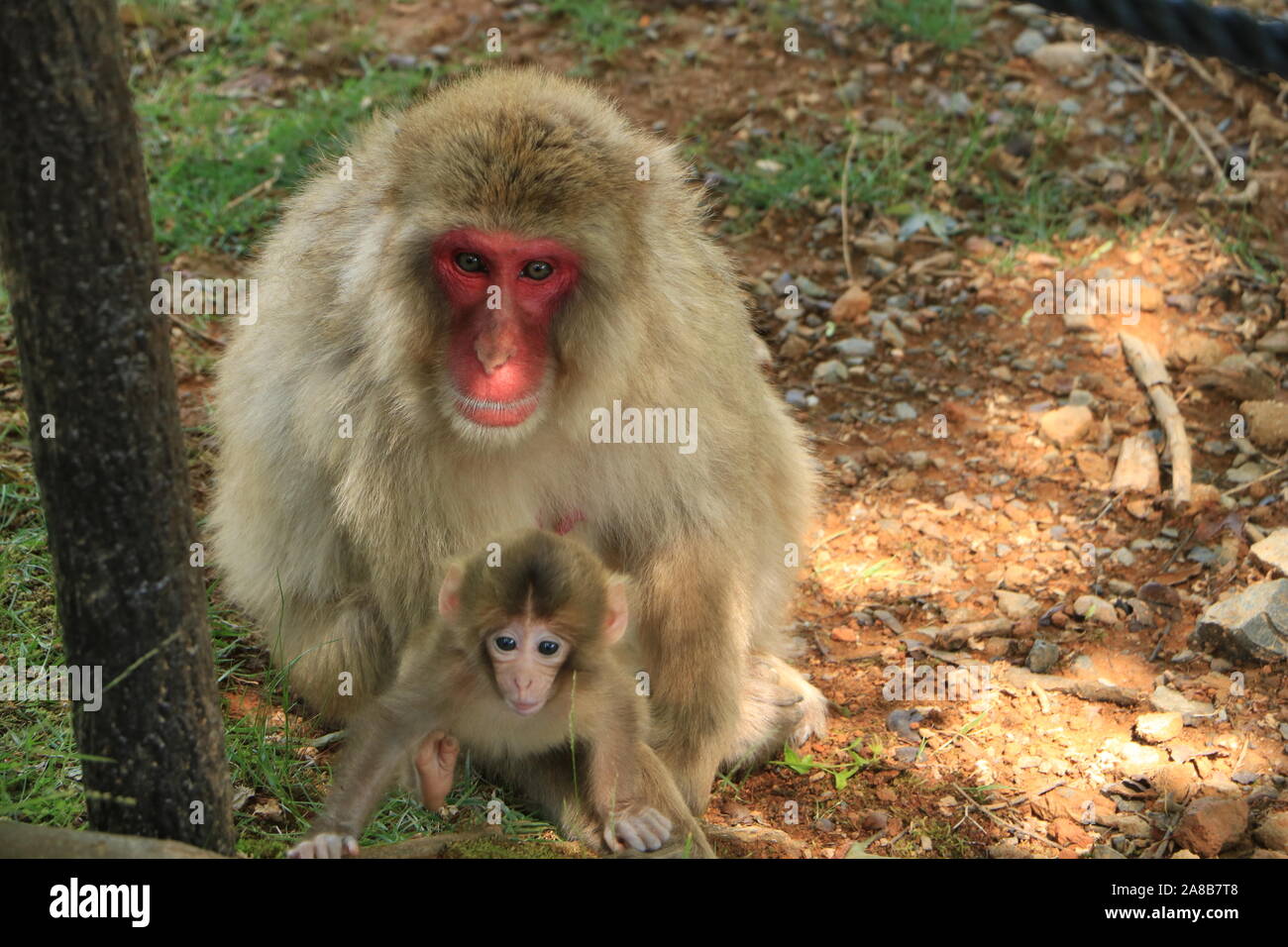 Japanese macaques snow monkeys hi-res stock photography and images - Alamy