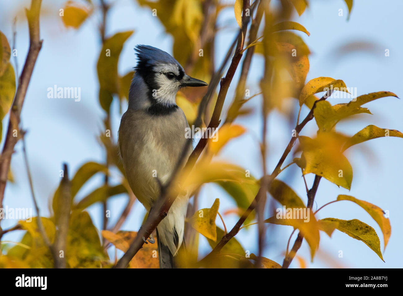 Blue jay in fall Stock Photo - Alamy