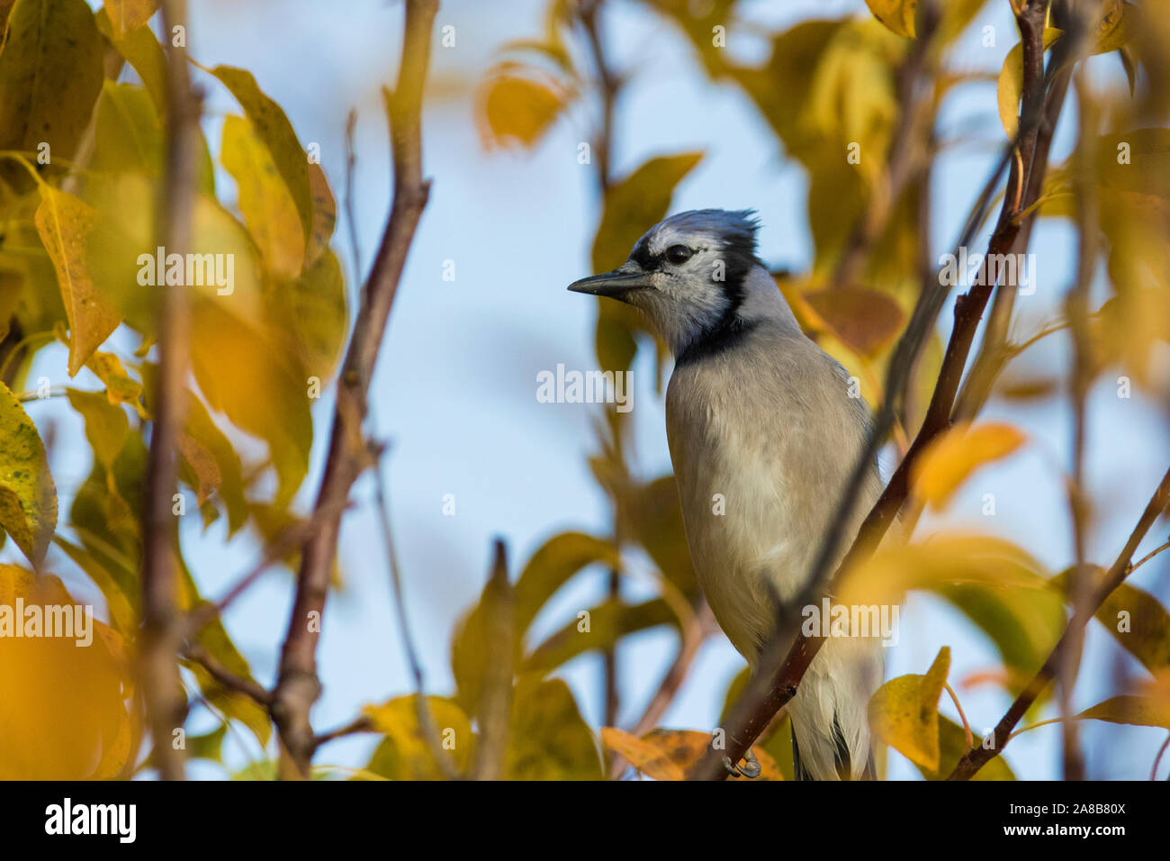 Blue jay in fall Stock Photo - Alamy