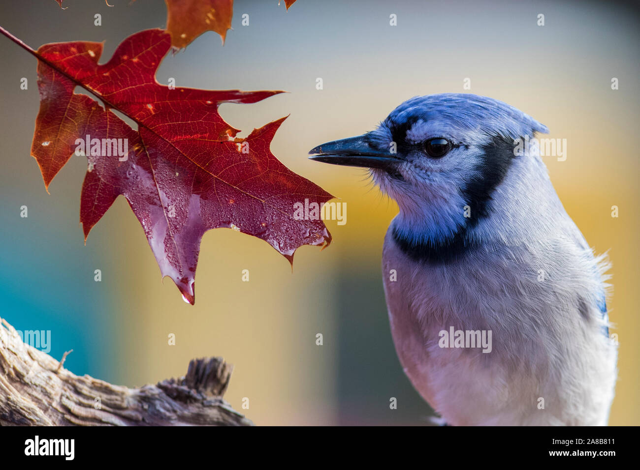 Blue jay in fall Stock Photo - Alamy