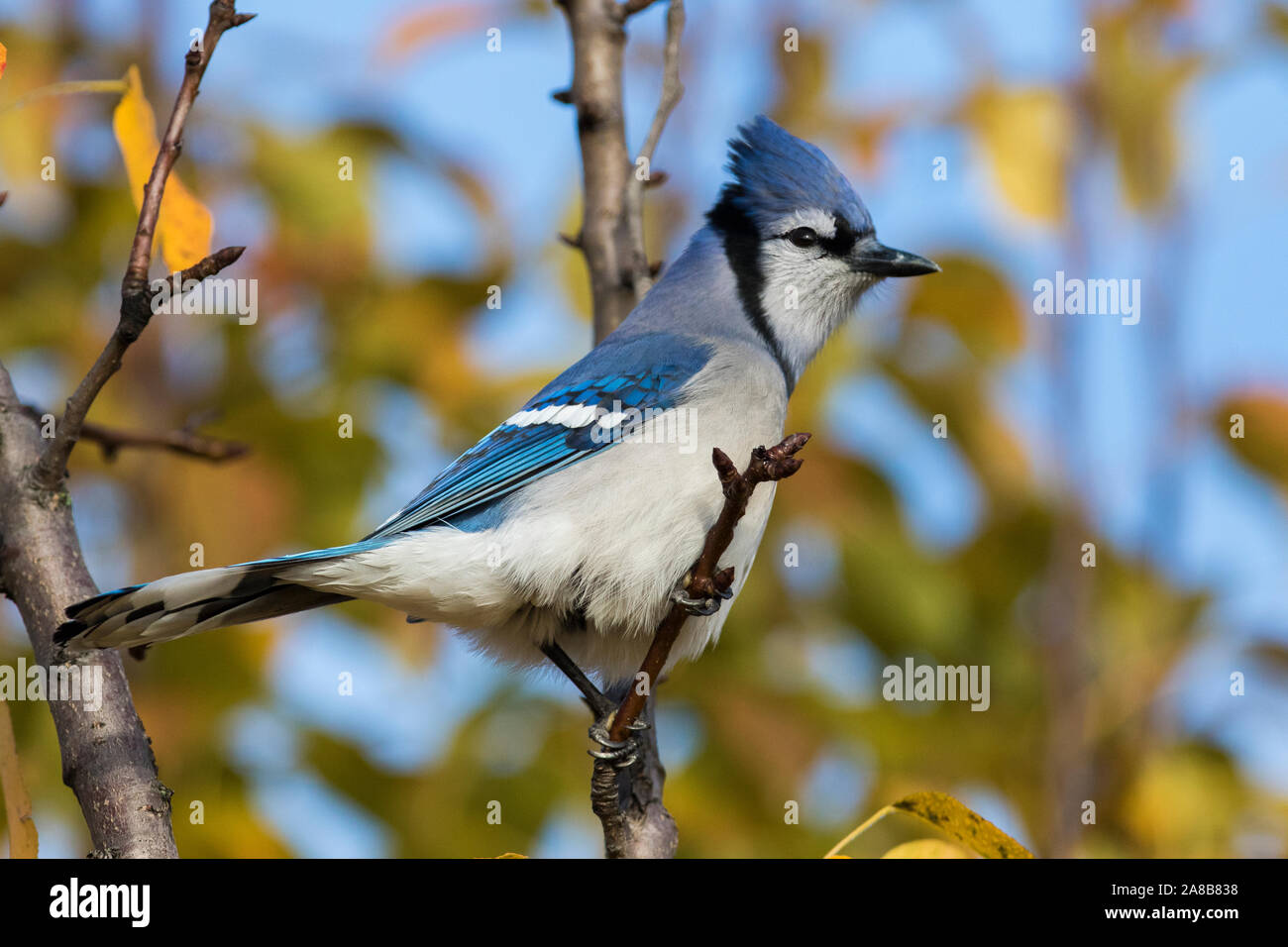 Blue jay in fall Stock Photo - Alamy