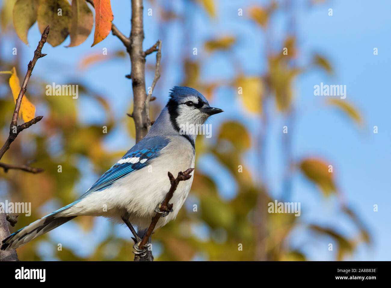 Blue jay in fall Stock Photo - Alamy