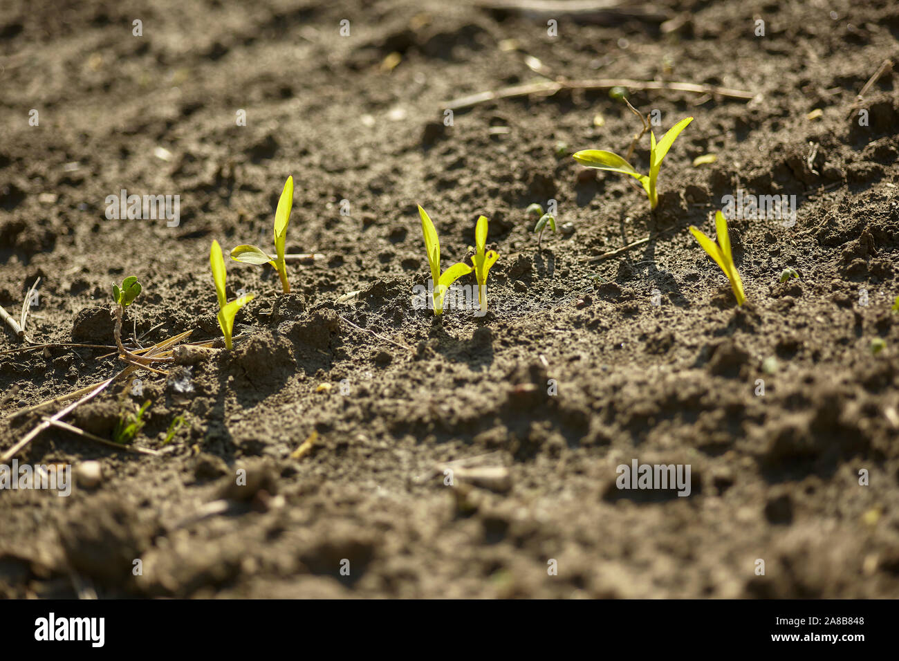 Sprouts of corn in agriculture #2 Stock Photo - Alamy