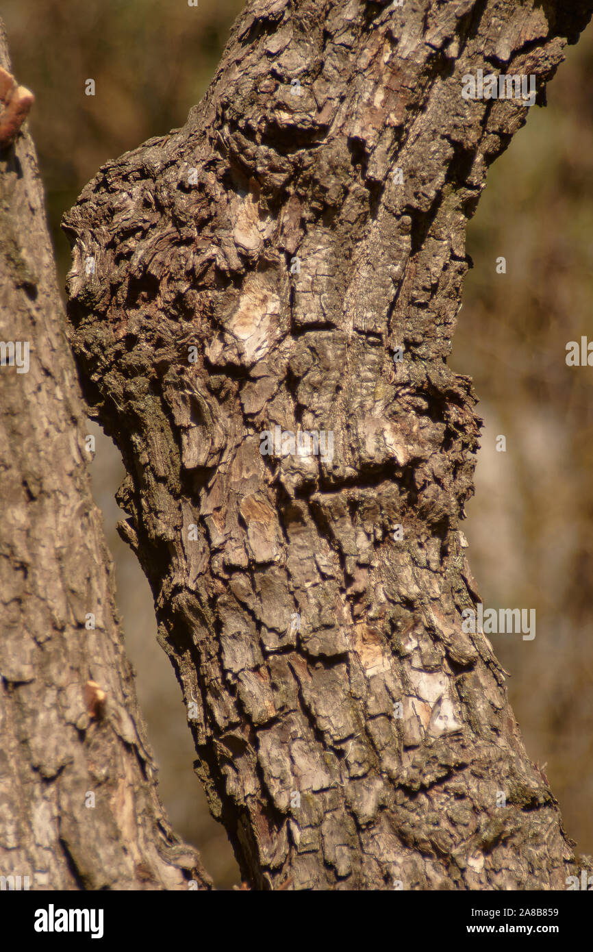 Persimmon Plant Bark Stock Photo - Alamy