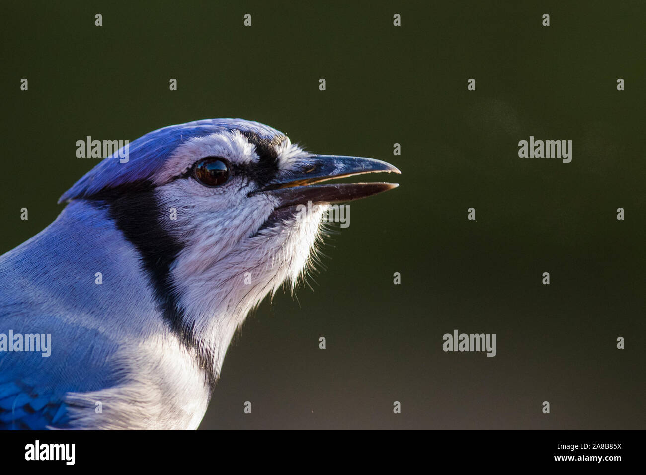 Blue jay in fall Stock Photo - Alamy