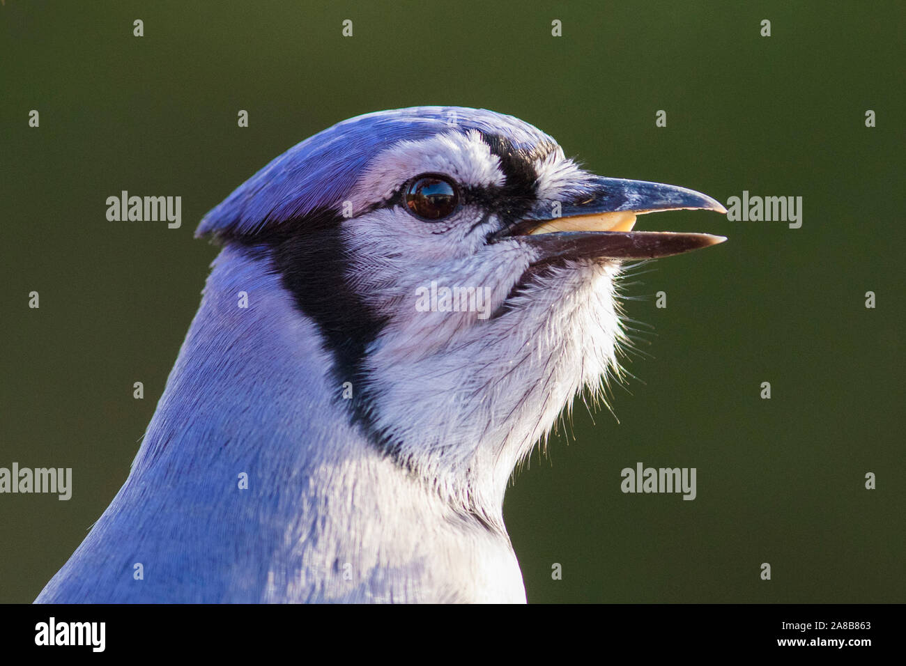 Blue jay in fall Stock Photo - Alamy
