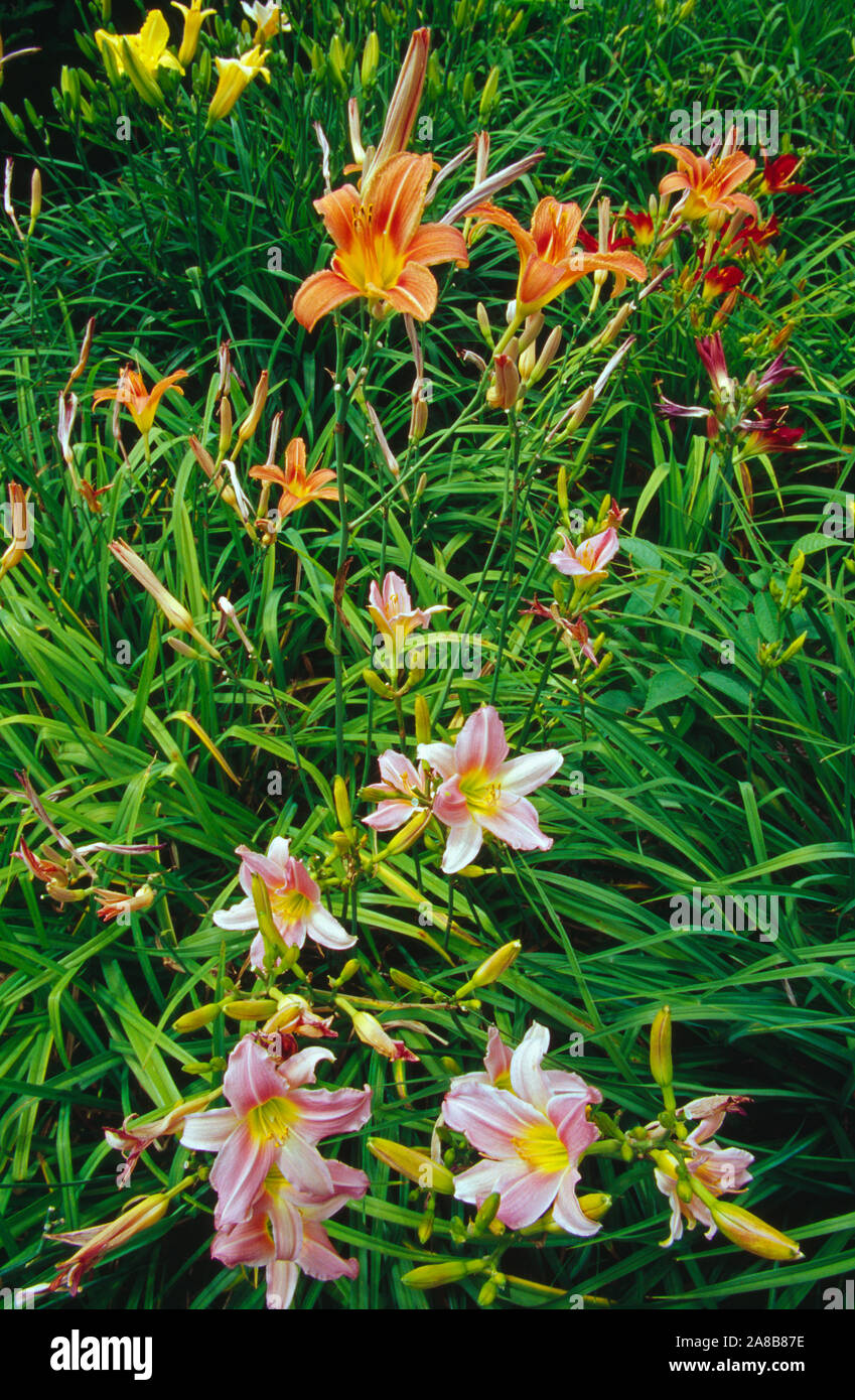 Opening blooming hi-res stock photography and images - Alamy