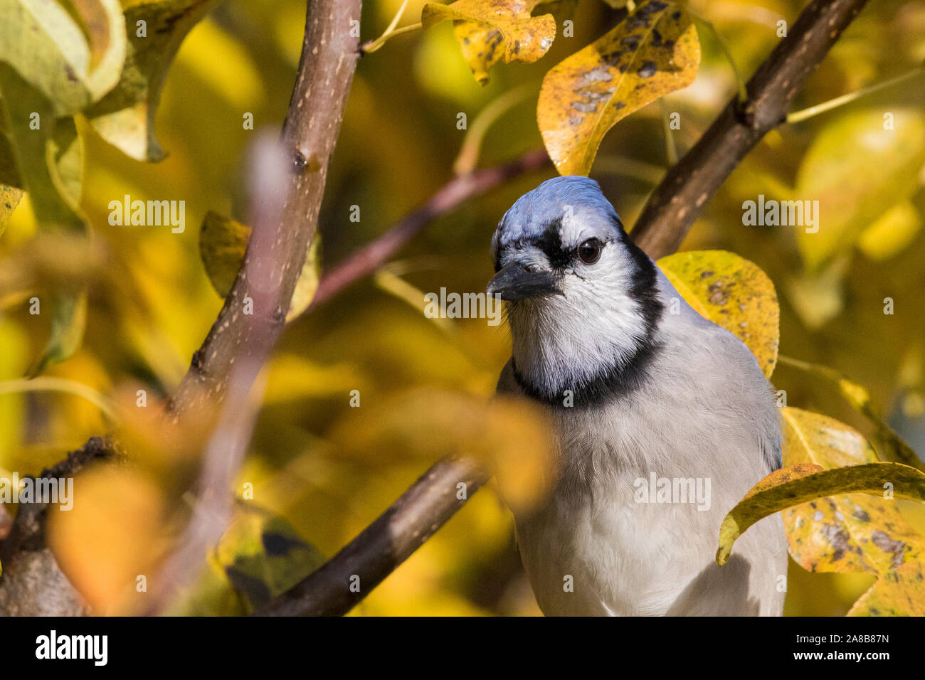 Blue jay in fall Stock Photo - Alamy