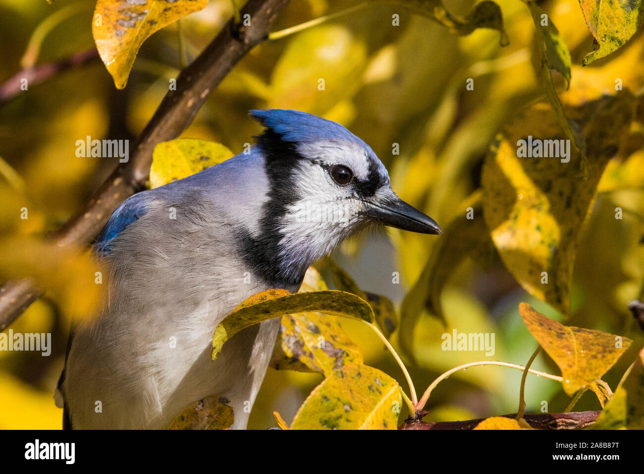 Blue jay in fall Stock Photo - Alamy