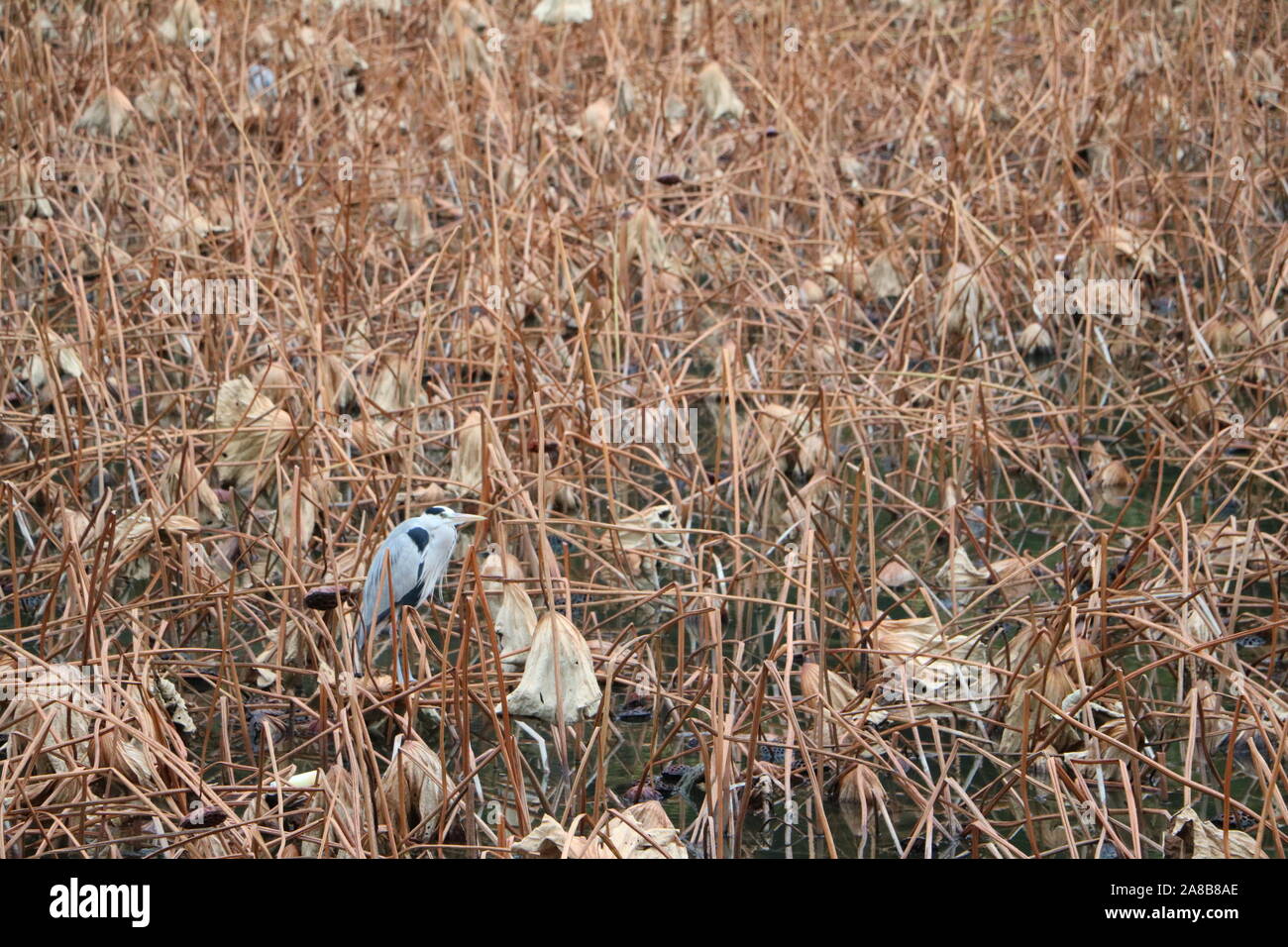 Majestic crane in shallow hi-res stock photography and images - Alamy