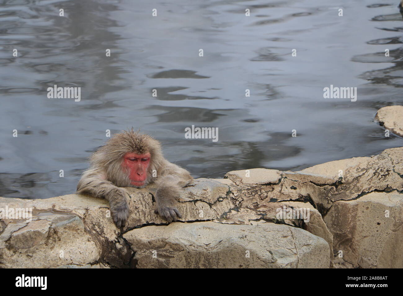 Snow monkey family jigokudani hi-res stock photography and images - Alamy