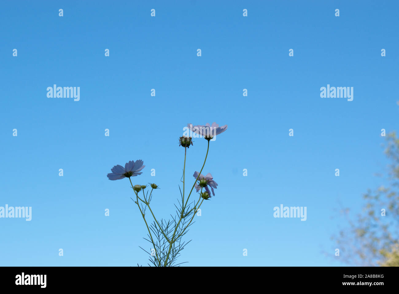 Lone Flower with Blue sky bacground Stock Photo - Alamy