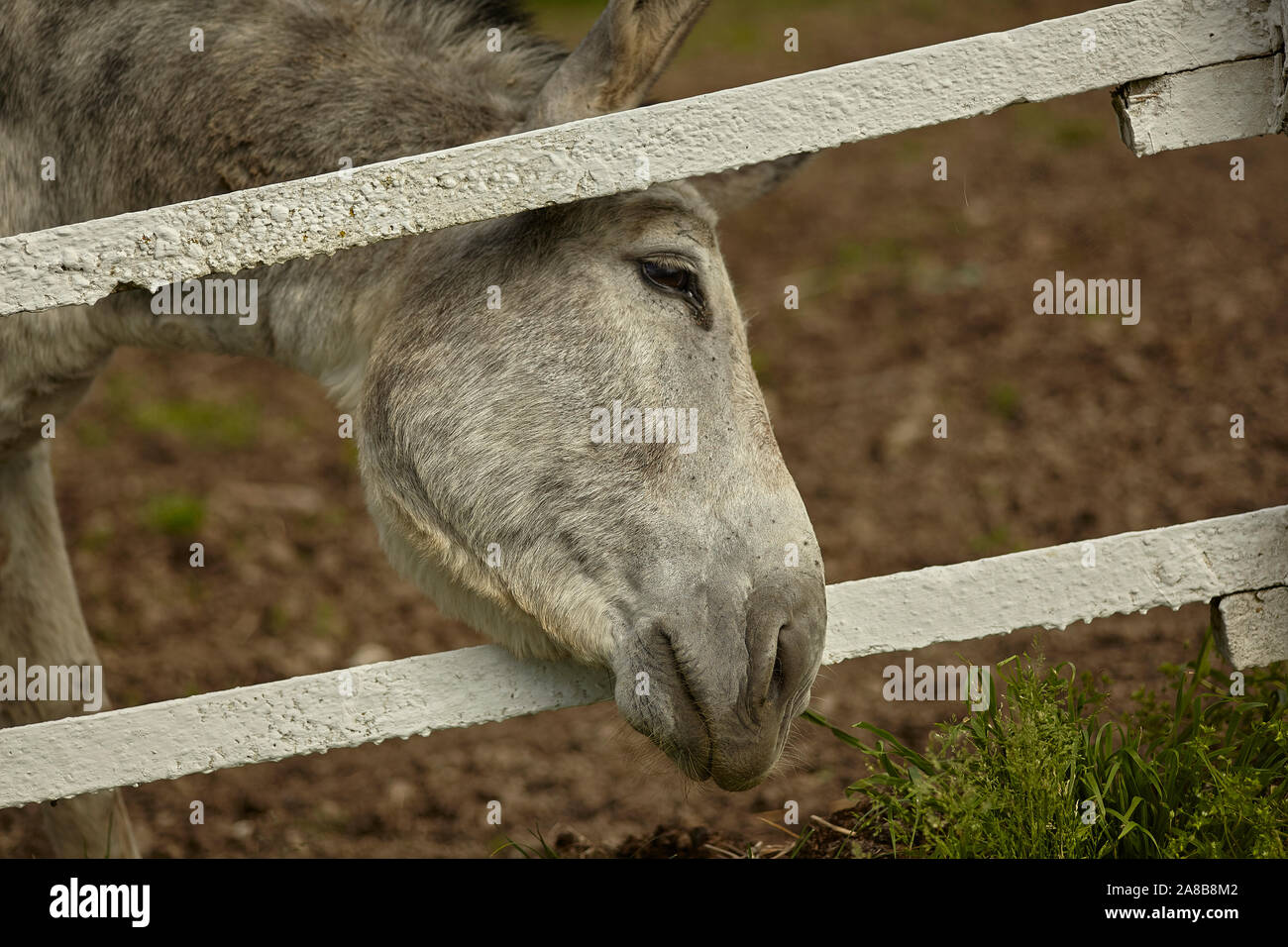Donkey's head outside the fence Stock Photo - Alamy
