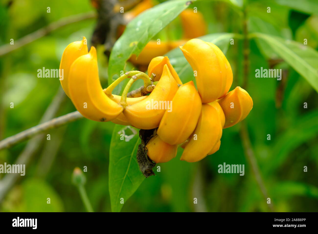 Wild banana with seeds hi-res stock photography and images - Alamy