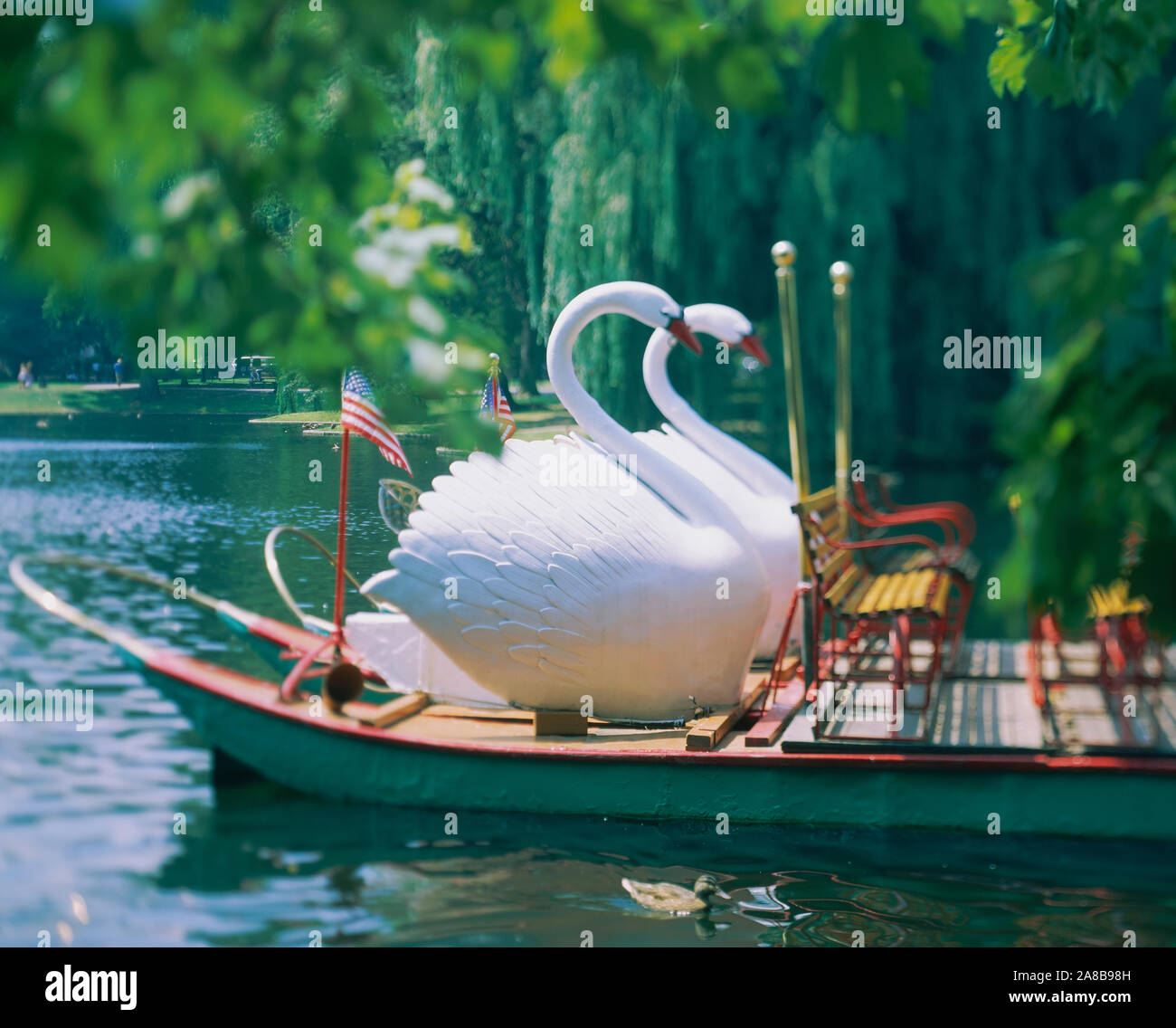 Swan boats in a lake, Boston Common, Boston, Massachusetts, USA Stock ...