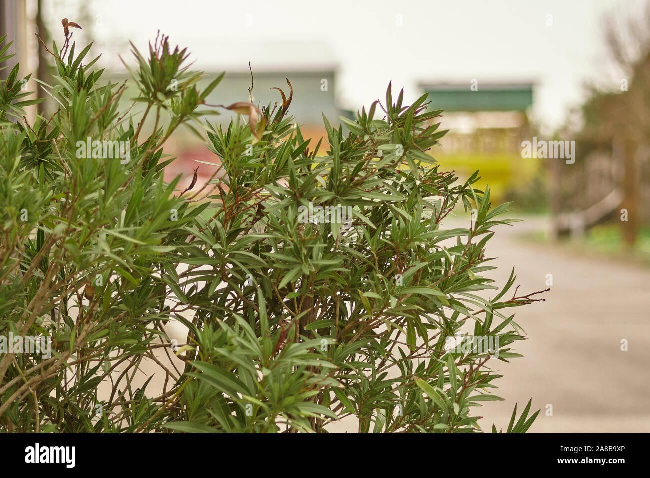 Oleander used as an ornamental plant Stock Photo - Alamy