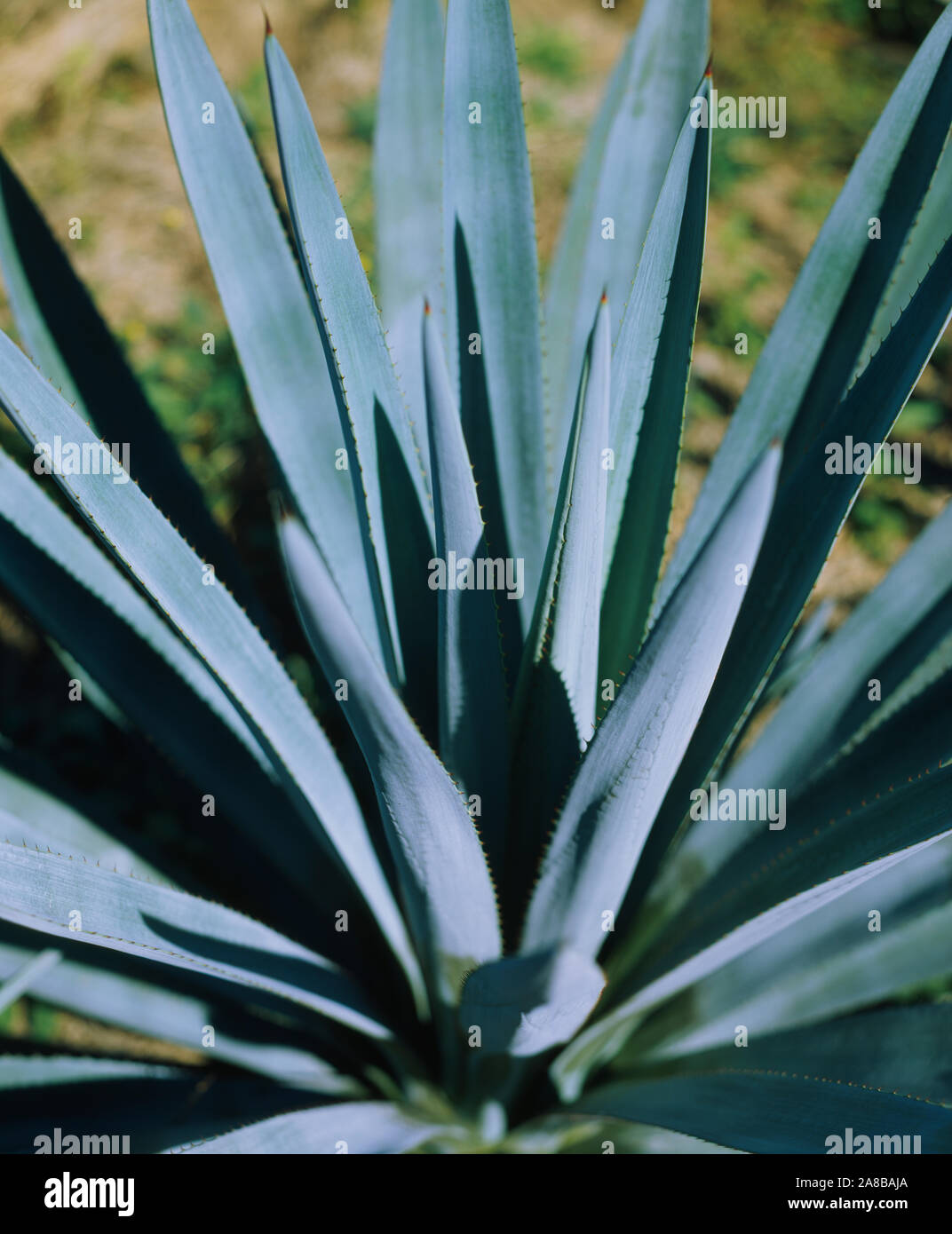 Close-up of a Blue agave (Agave Tequilana) plant, Mexico Stock Photo ...