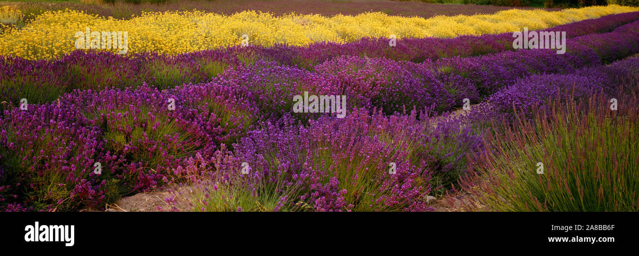 Lavender farm washington hi-res stock photography and images - Alamy