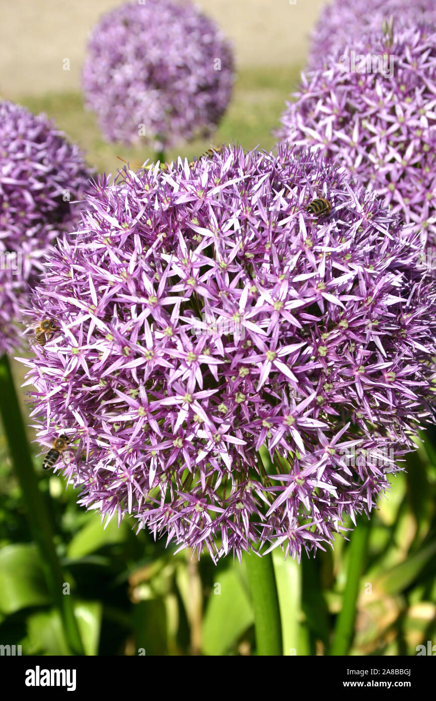 ORNAMENTAL ONION FLOWERS (ALLIUM Stock Photo - Alamy