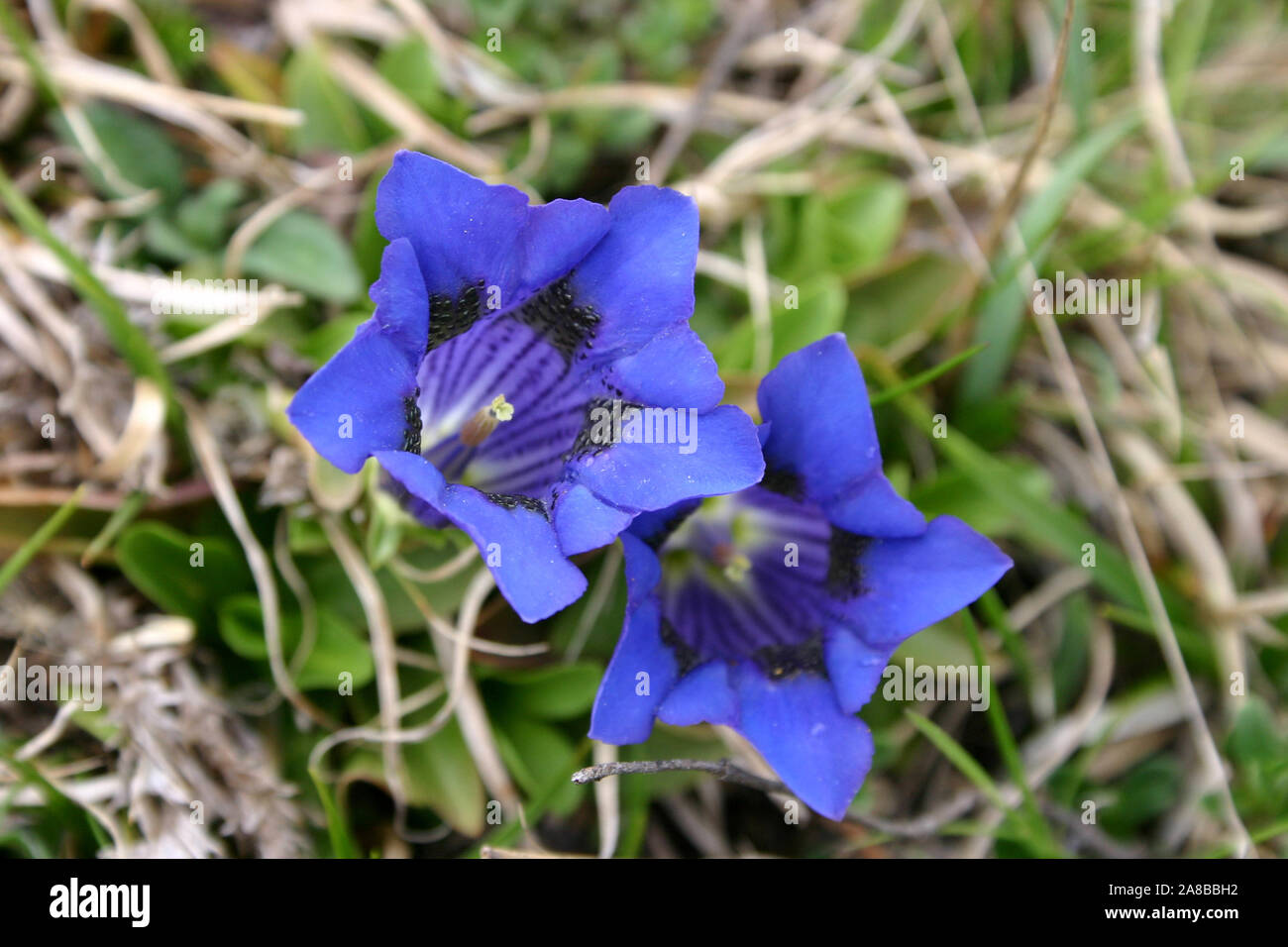Gentiana (gentians) flowers is a genus of flowering plants belonging to ...