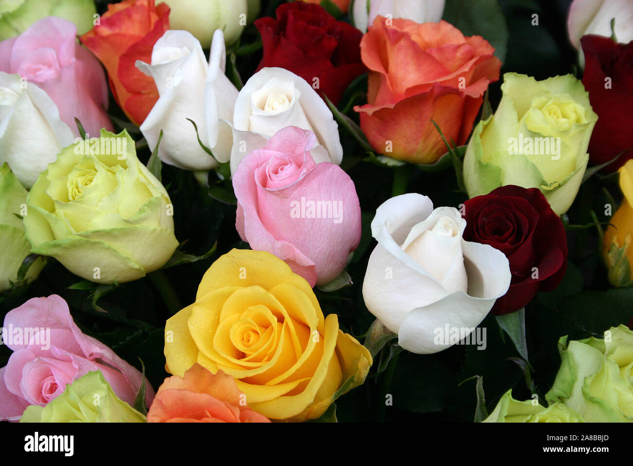 LARGE BUNCH OF ROSES OF ASSORTED COLOURS Stock Photo - Alamy