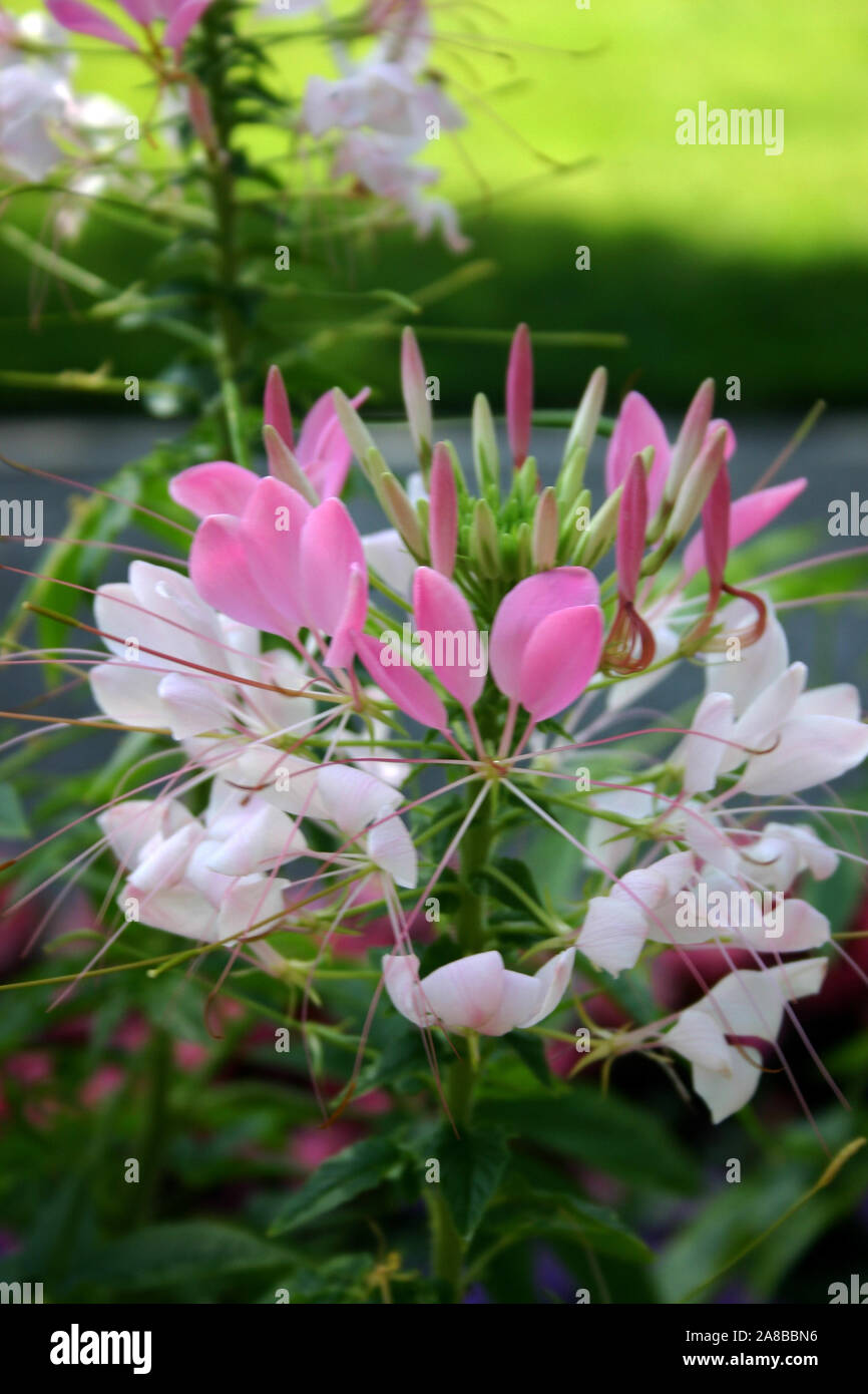 Rocky mountain beeweed hi-res stock photography and images - Alamy