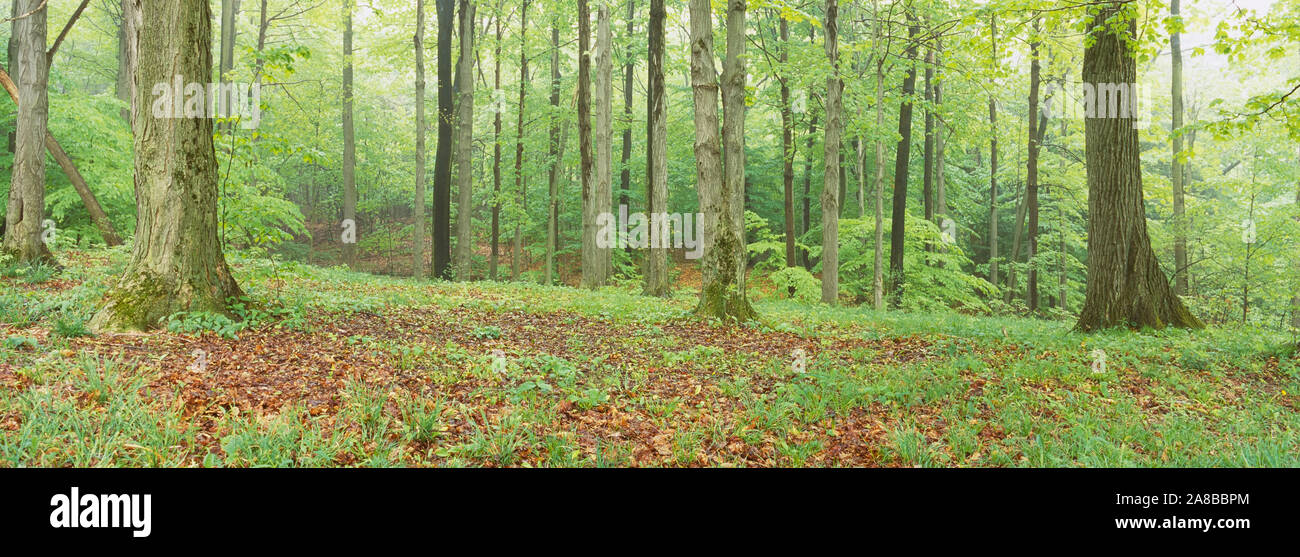 Chestnut ridge hi-res stock photography and images - Alamy