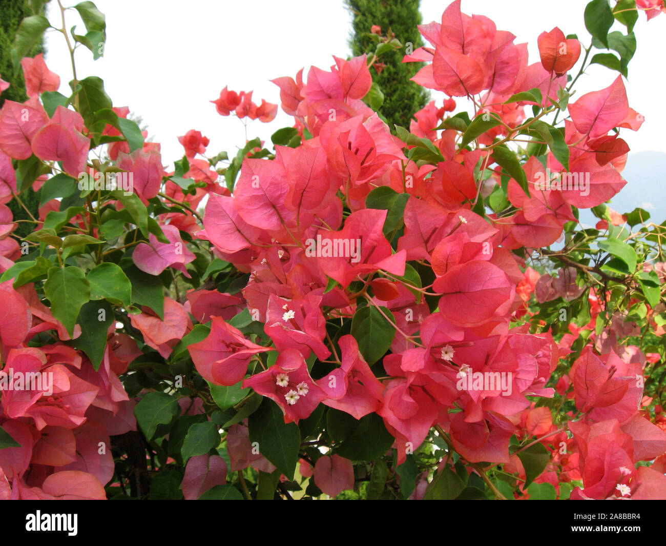 Pink bougainvilleas hi-res stock photography and images - Alamy