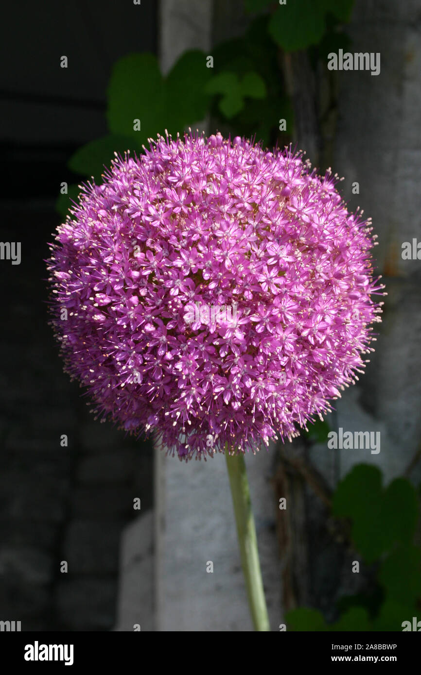 ORNAMENTAL ONION FLOWERS (ALLIUM Stock Photo - Alamy