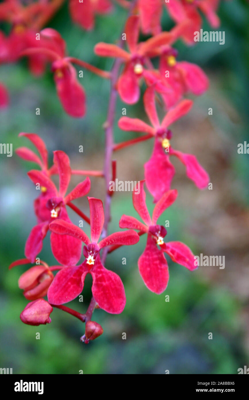 Renanthera Singaporeans High Resolution Stock Photography and Images ...