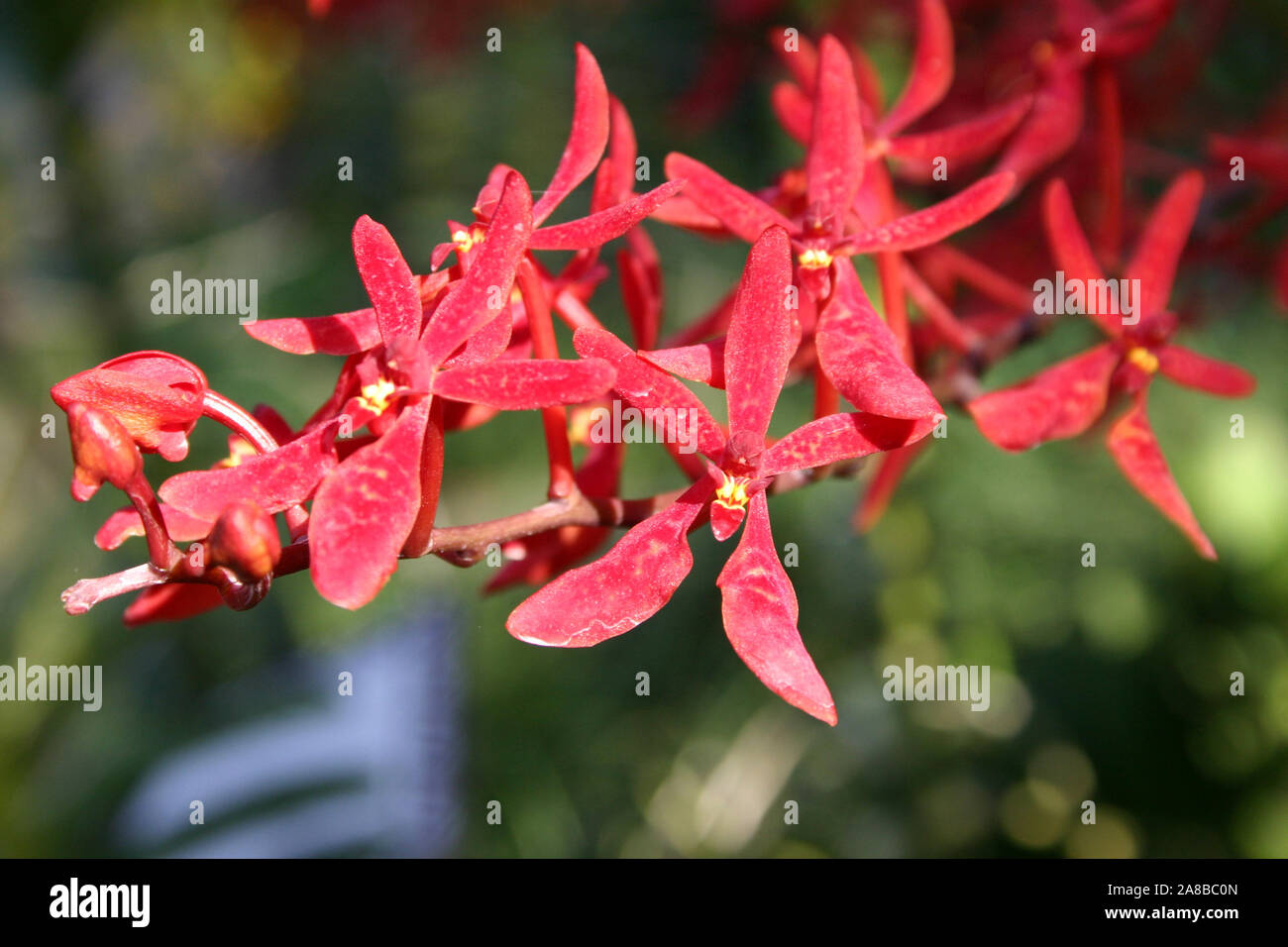 Renanthera Singaporeans is an orchid hybrid originated by How Wai Ron ...
