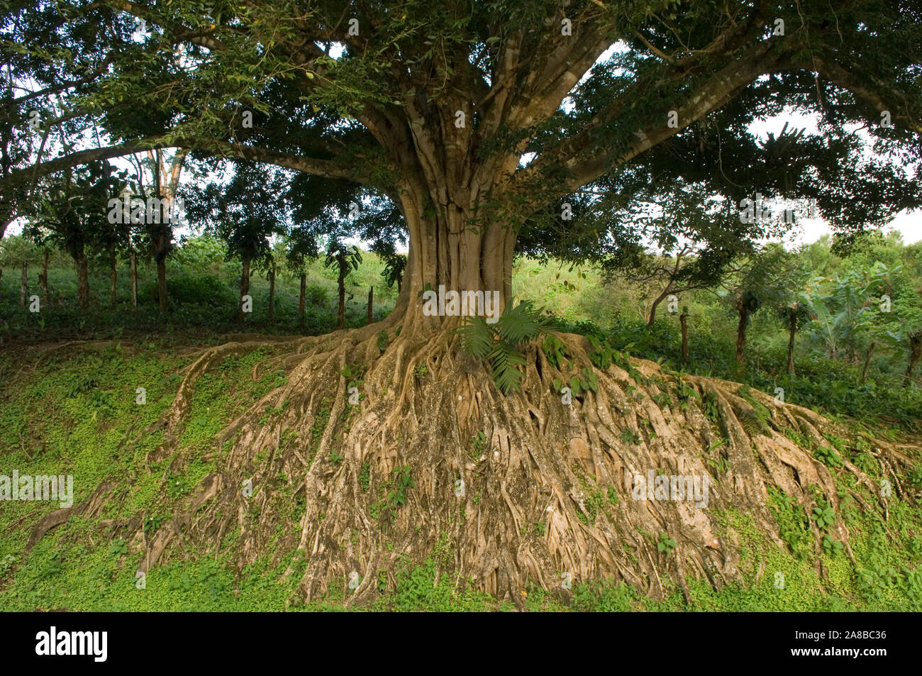 Weeping fig tree hi-res stock photography and images - Alamy