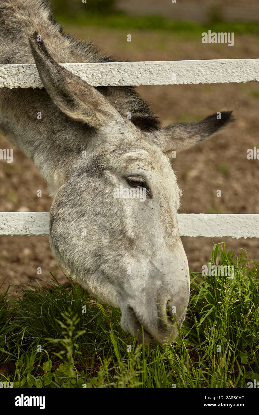 Donkey's head outside the fence#2 Stock Photo - Alamy