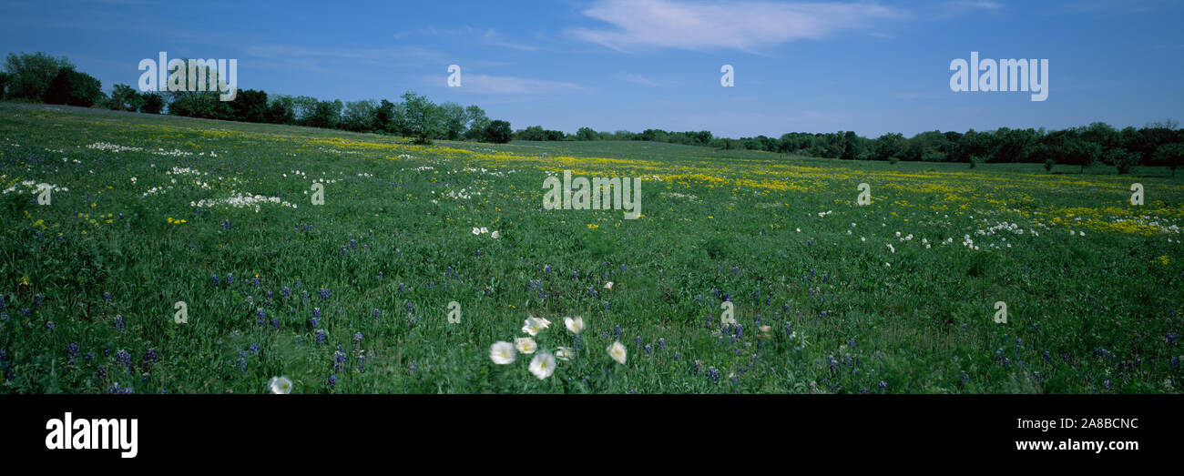 Texas flower landscape hi-res stock photography and images - Alamy