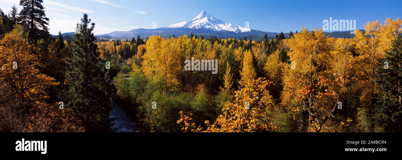 Cottonwood trees in a forest, Mt Hood, Hood River, Mt. Hood National ...