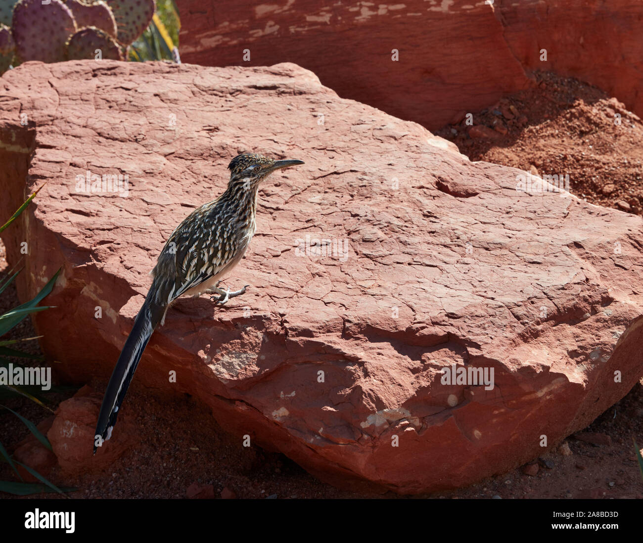 Greater Roadrunner, Utah Stock Photo - Alamy