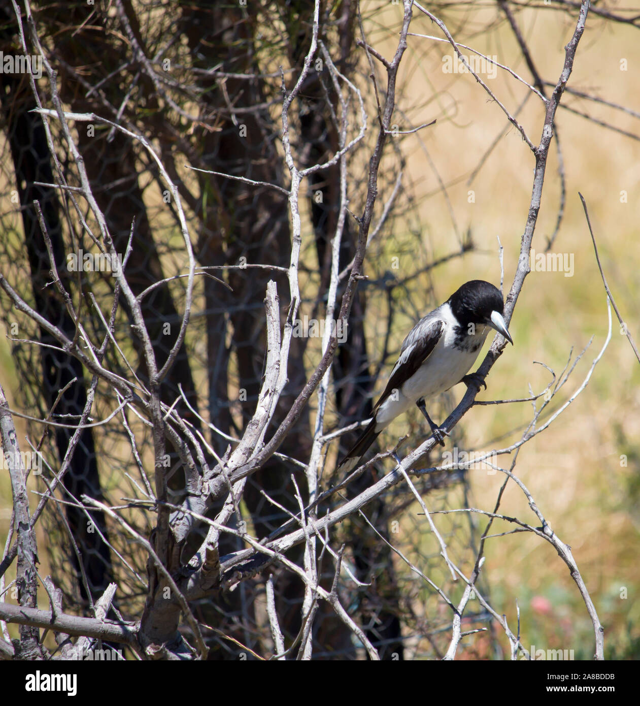 A newly feathered half grown black and white juvenile Australian magpie ...