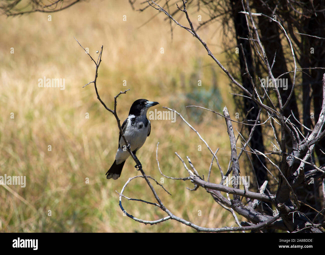 A newly feathered half grown black and white juvenile Australian magpie ...