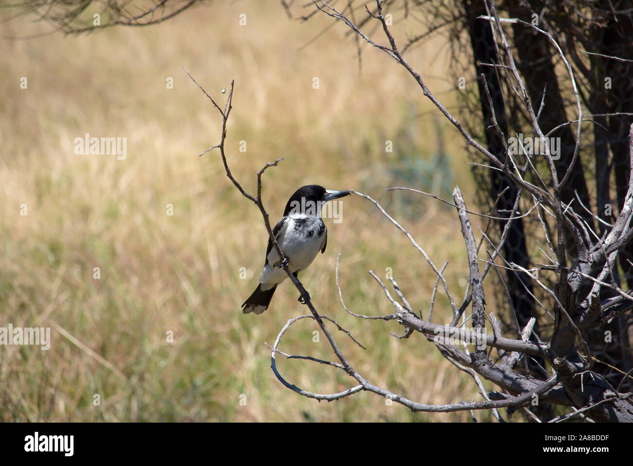 A newly feathered half grown black and white juvenile Australian magpie ...