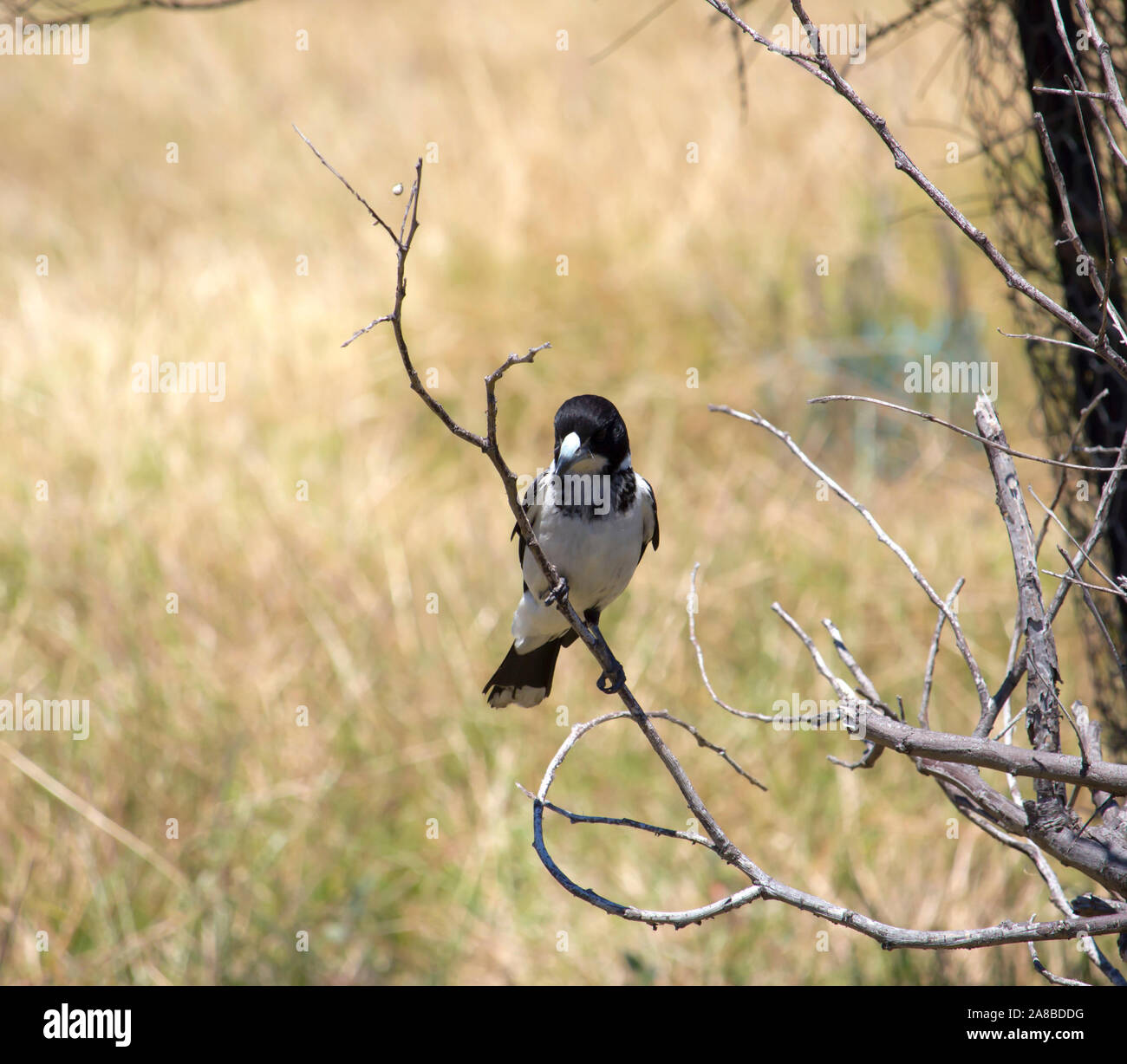 A newly feathered half grown black and white juvenile Australian magpie ...