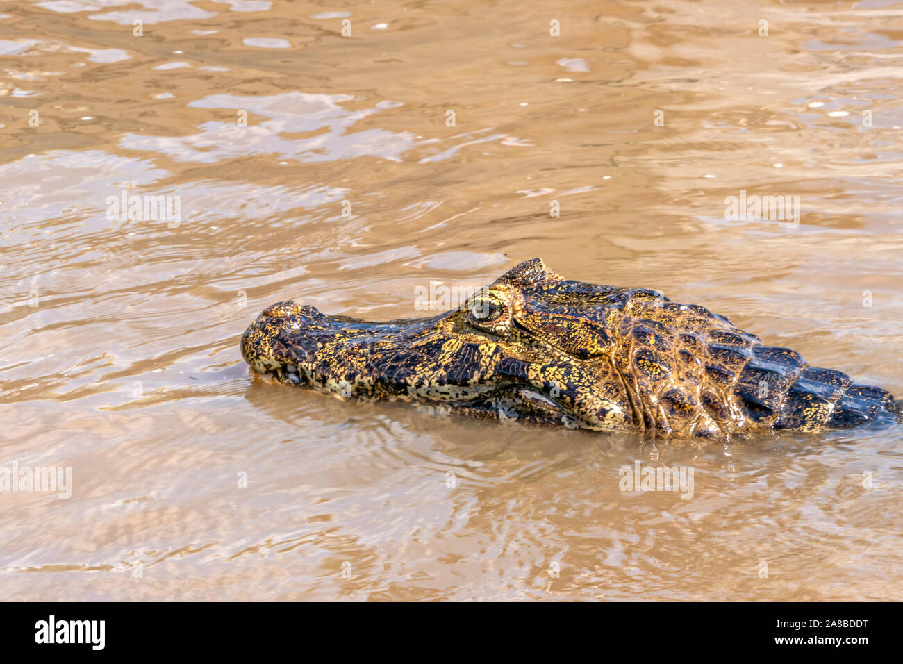 Eye Of The Caiman #2 Stock Photo - Alamy