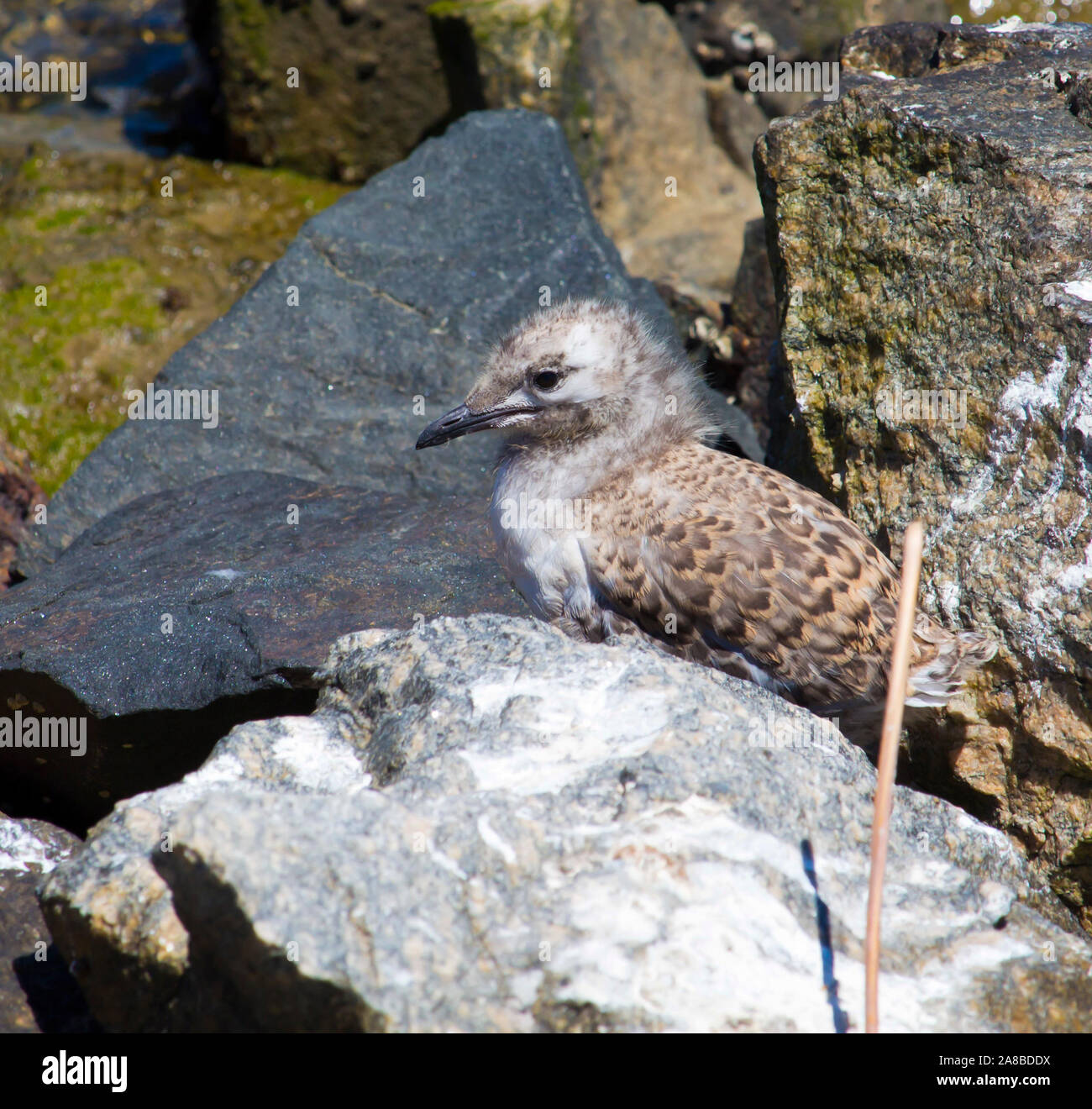 A beautiful seagull seabird of family Laridae in sub-order Lari young ...