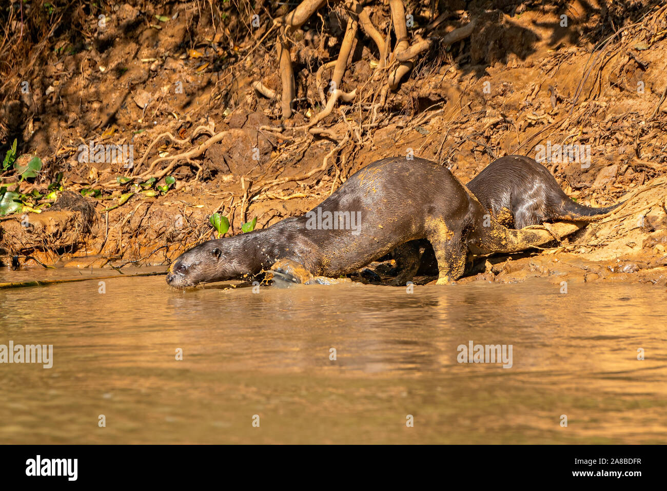 Otters feet hi-res stock photography and images - Alamy
