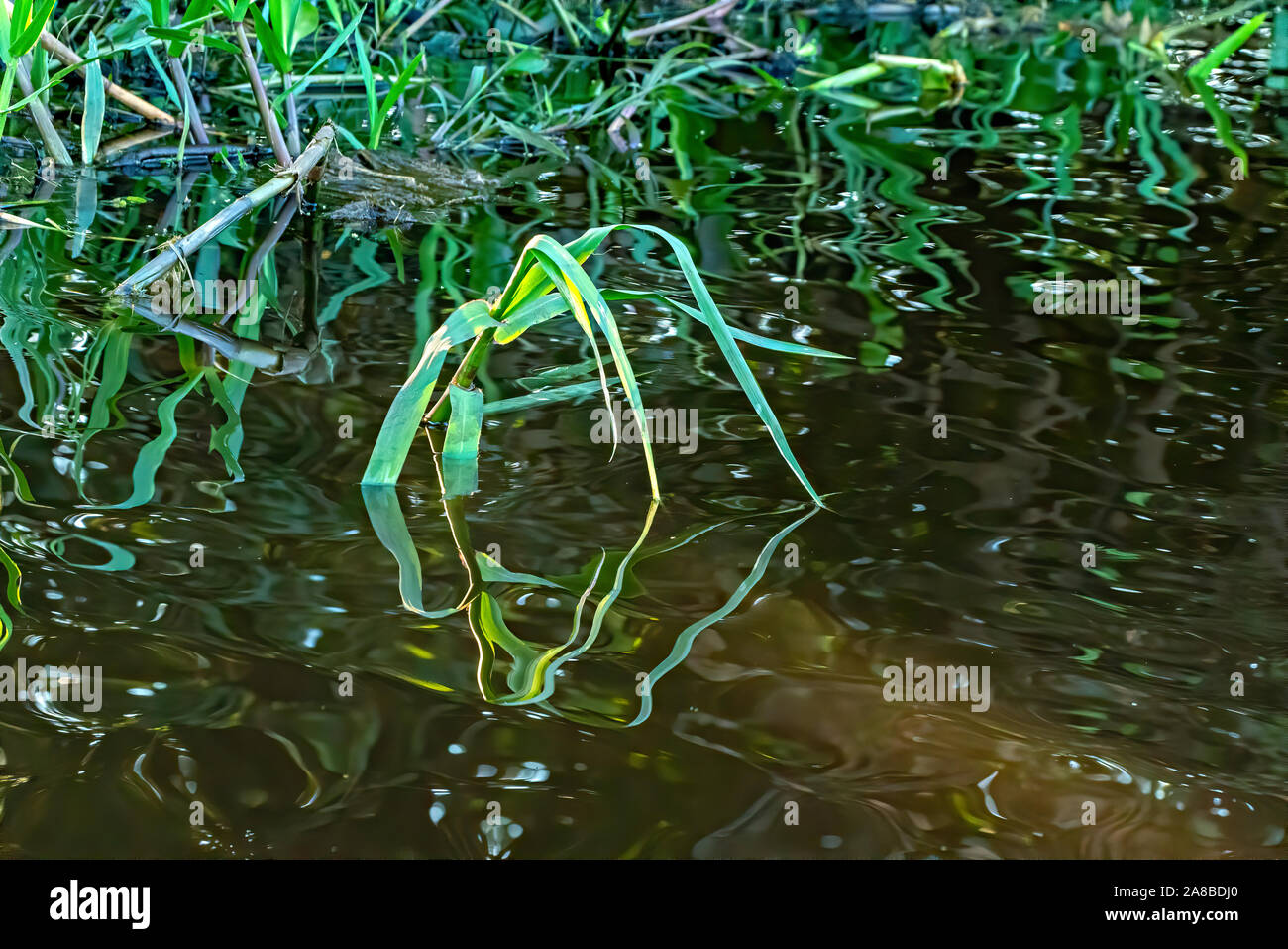 Reflections & Plants Stock Photo - Alamy