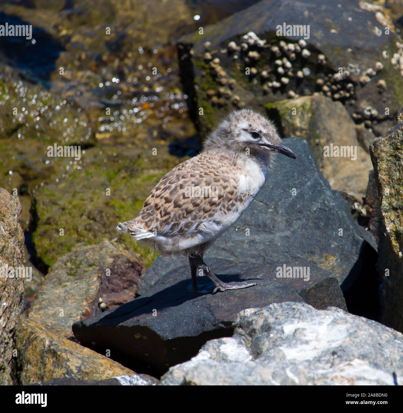 A beautiful seagull seabird of family Laridae in sub-order Lari young ...