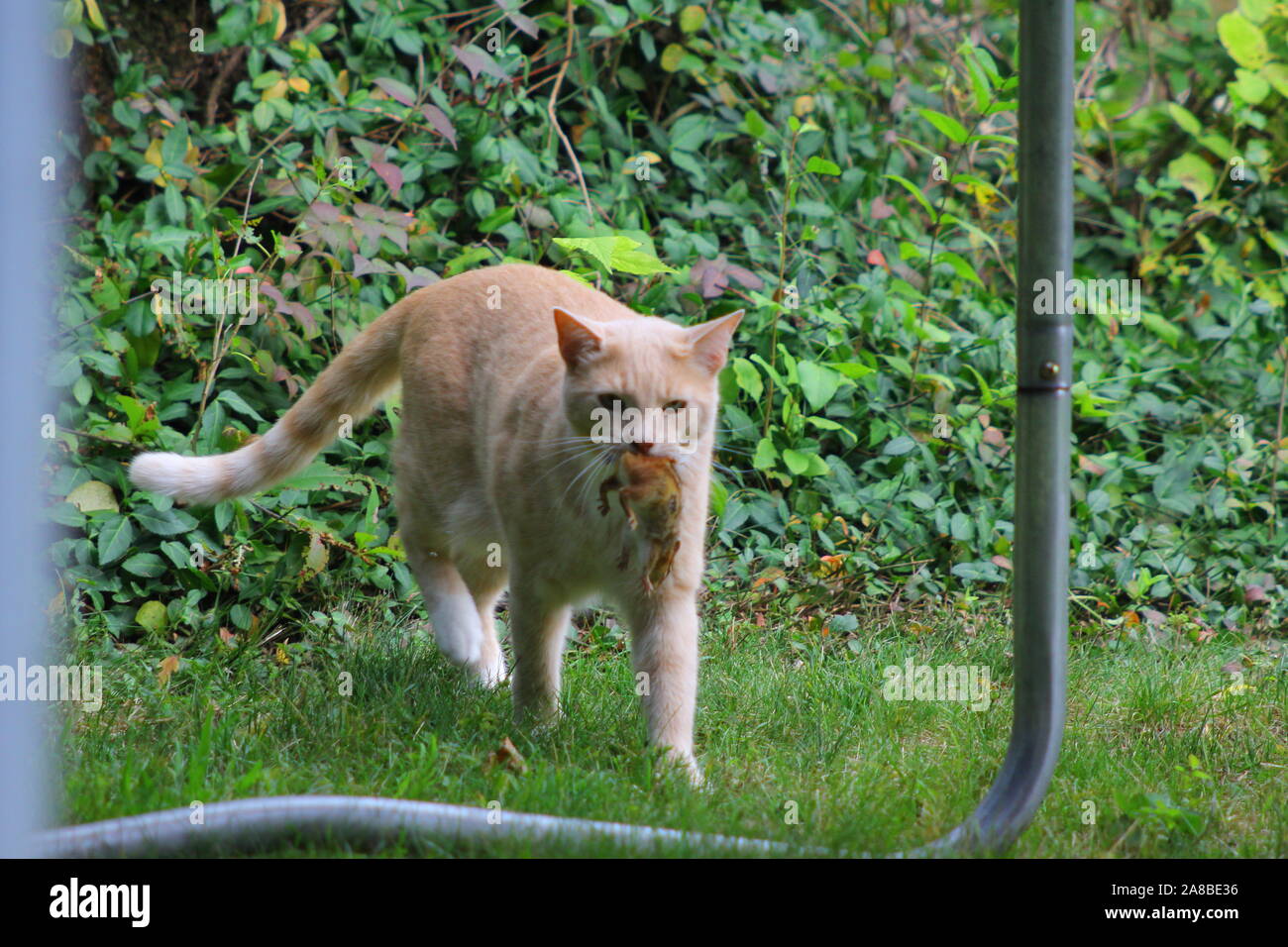 Cat Carrying Chipmunk Stock Photo - Alamy