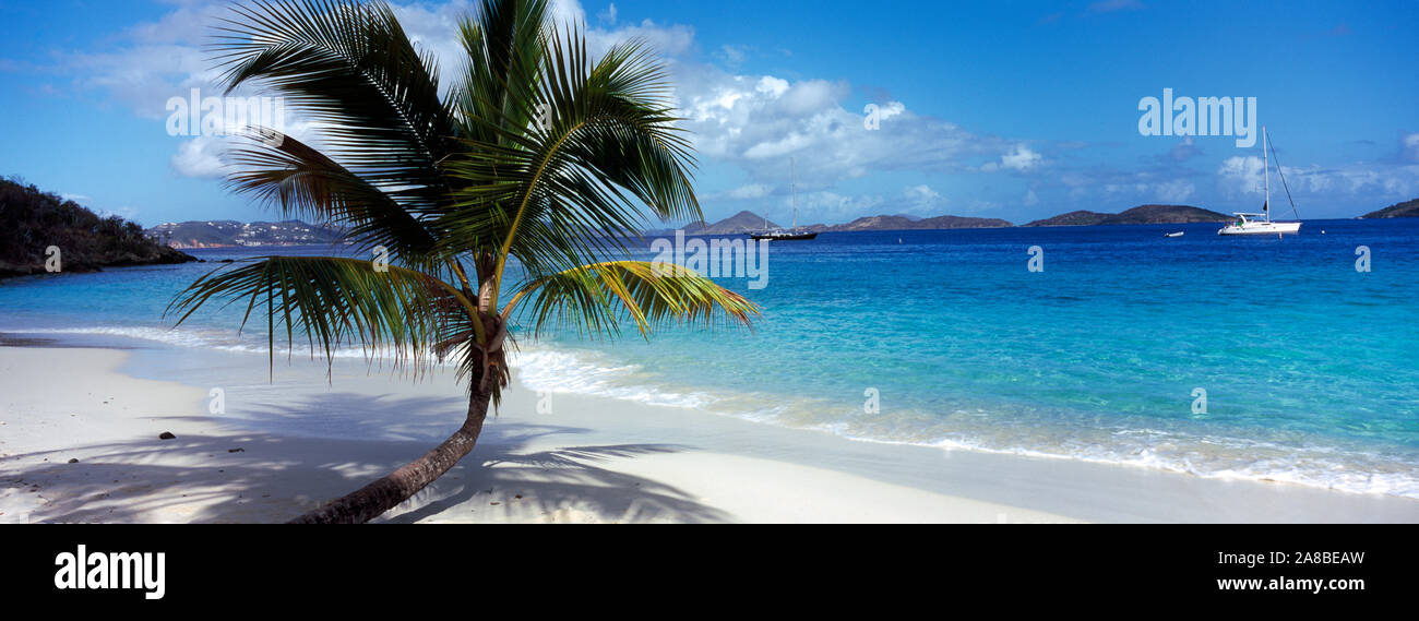 Palm tree on the beach, Salomon Beach, Virgin Islands National Park, St ...