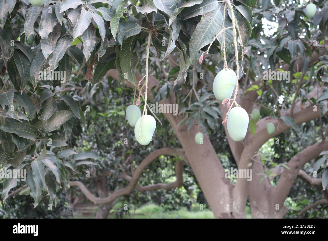 Mango garden hi-res stock photography and images - Alamy