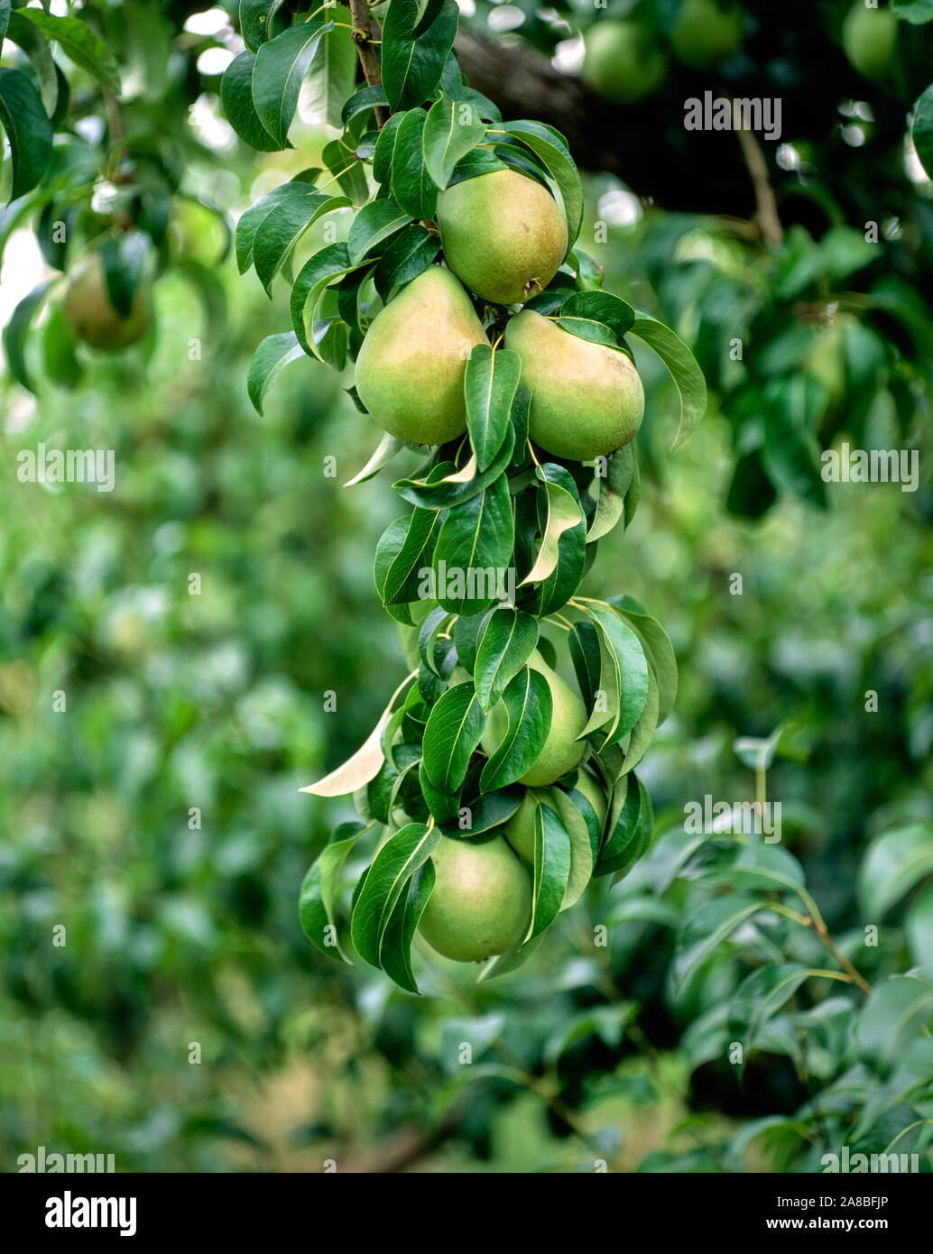 Tree branch and leaf hi-res stock photography and images - Alamy